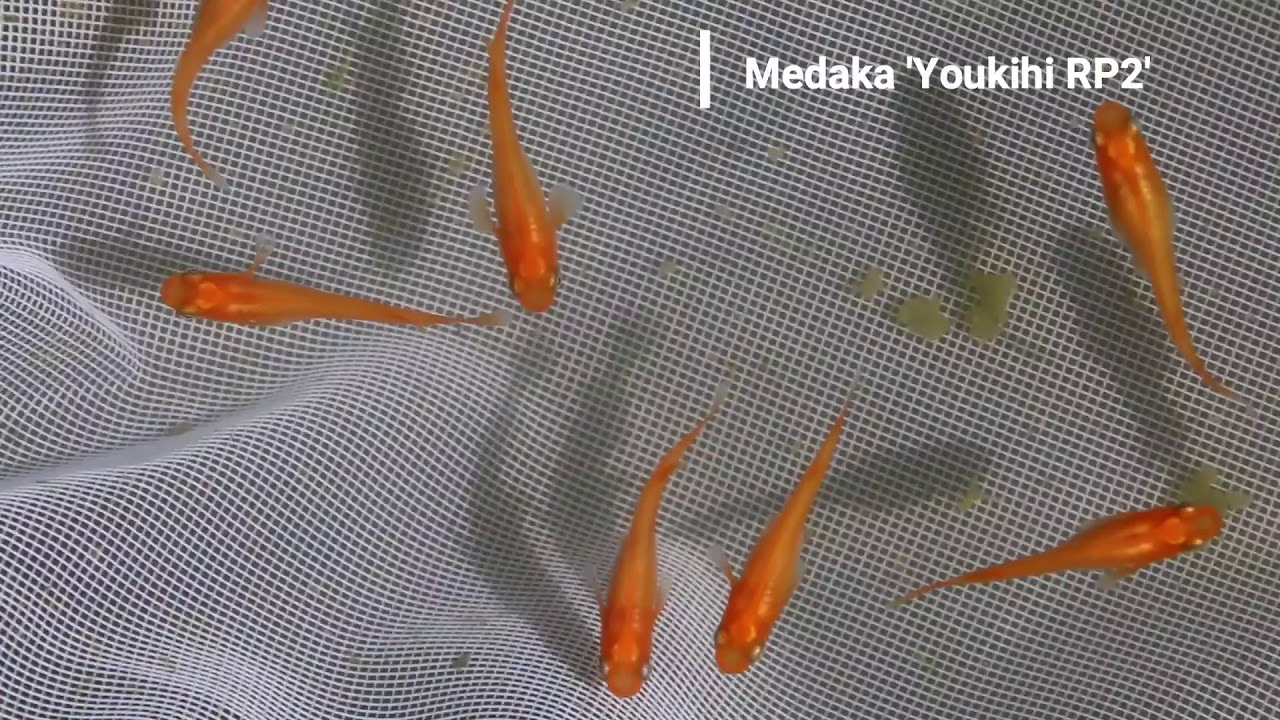 Medaka (Oryzias latipes) - Japanese Rice Fish - 'Youkihi RP2' - YouTube