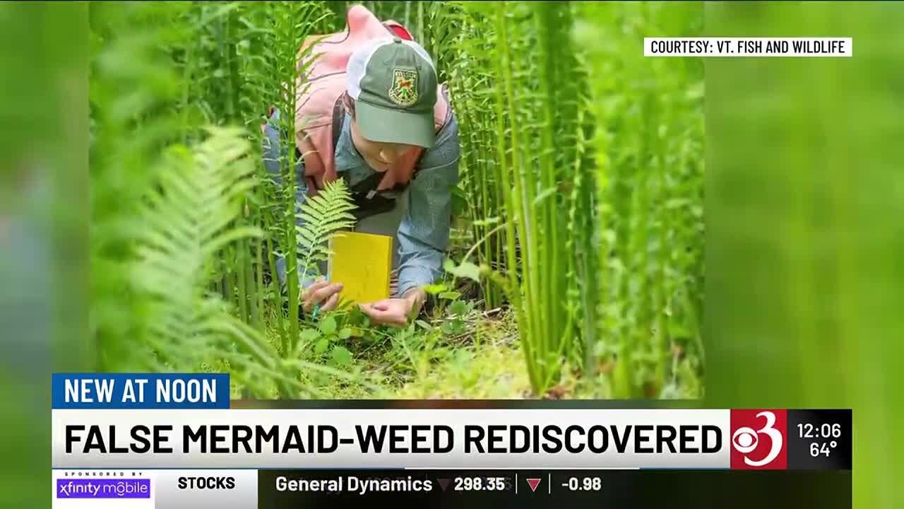 Vt. wildlife botanists ‘rediscover’ false mermaid-weed - YouTube