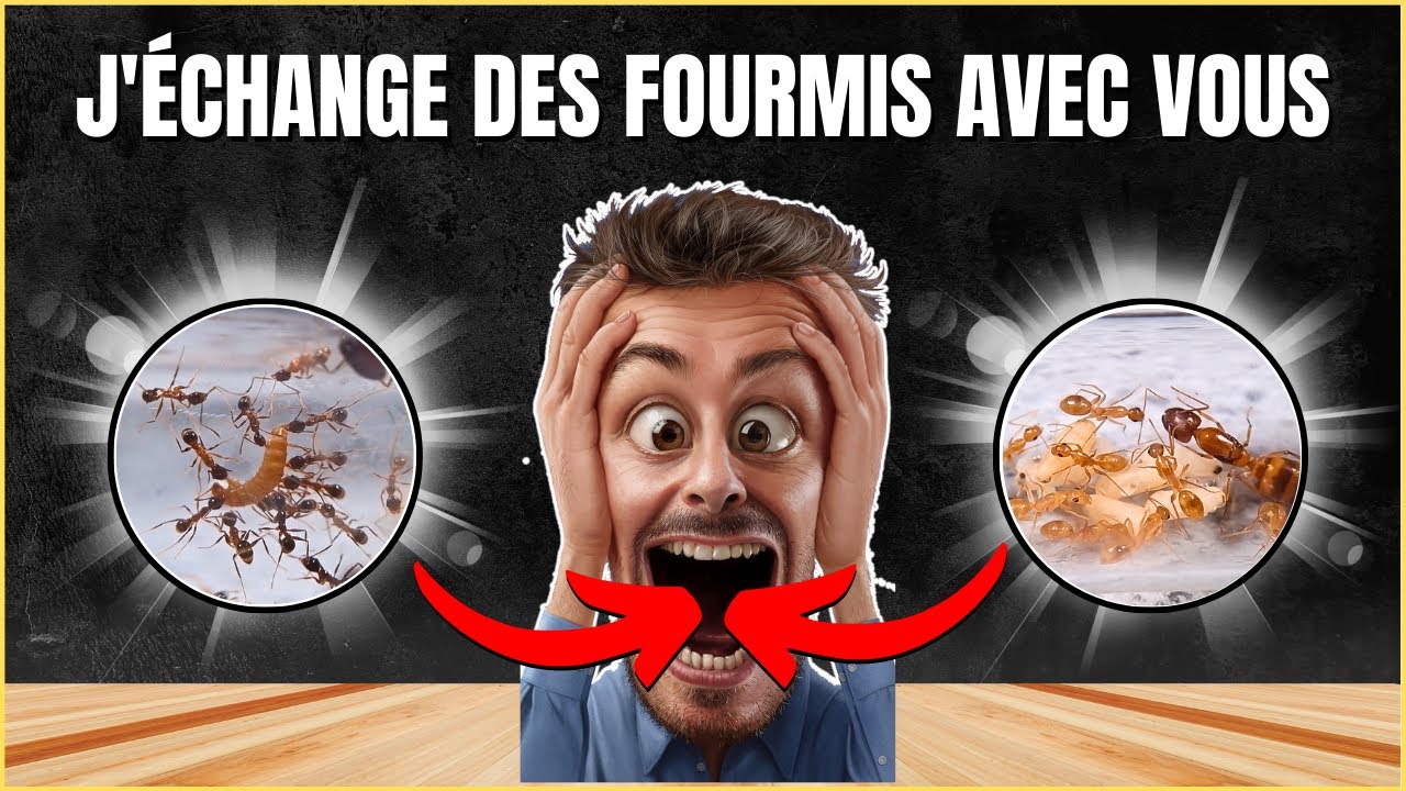 J'échange des fourmis avec la communauté ( C'est top ! ) - YouTube