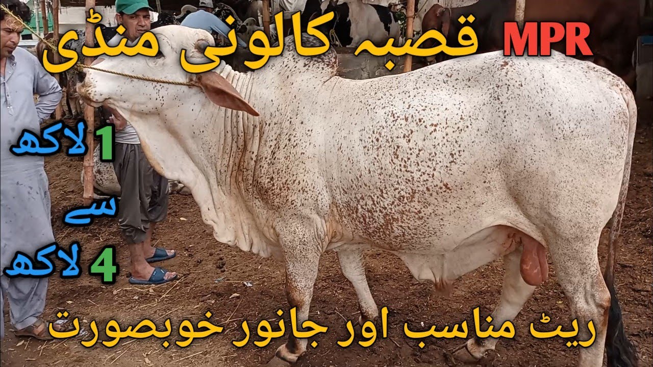 Qasba Colony MPR Mandi | MPR Qasba Colony Karachi | Cheap Price Mandi ...