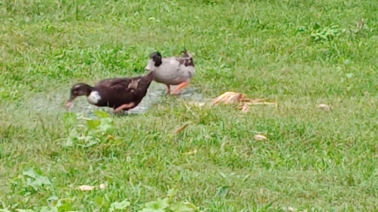 Ducks, Two ducks, Two ducks eat insects in the rain. - YouTube