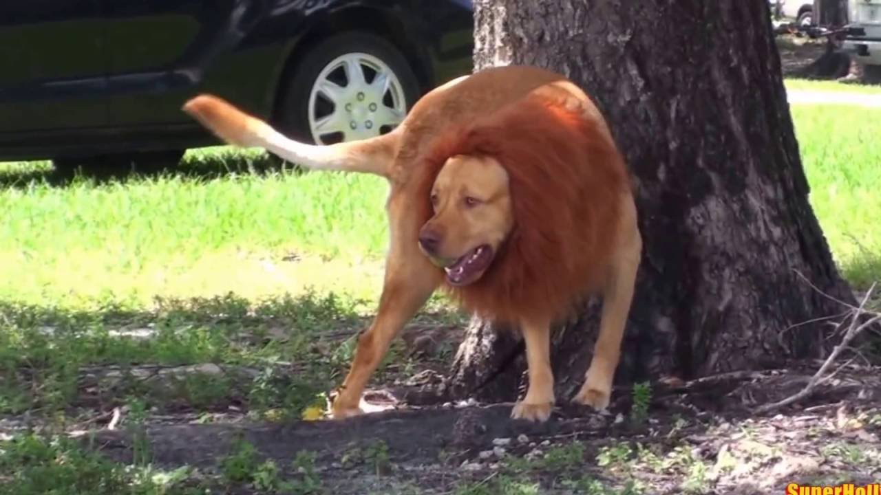 PIES LEW = Labrador przebrany za LWA (LION = DOG ) PRANK - YouTube