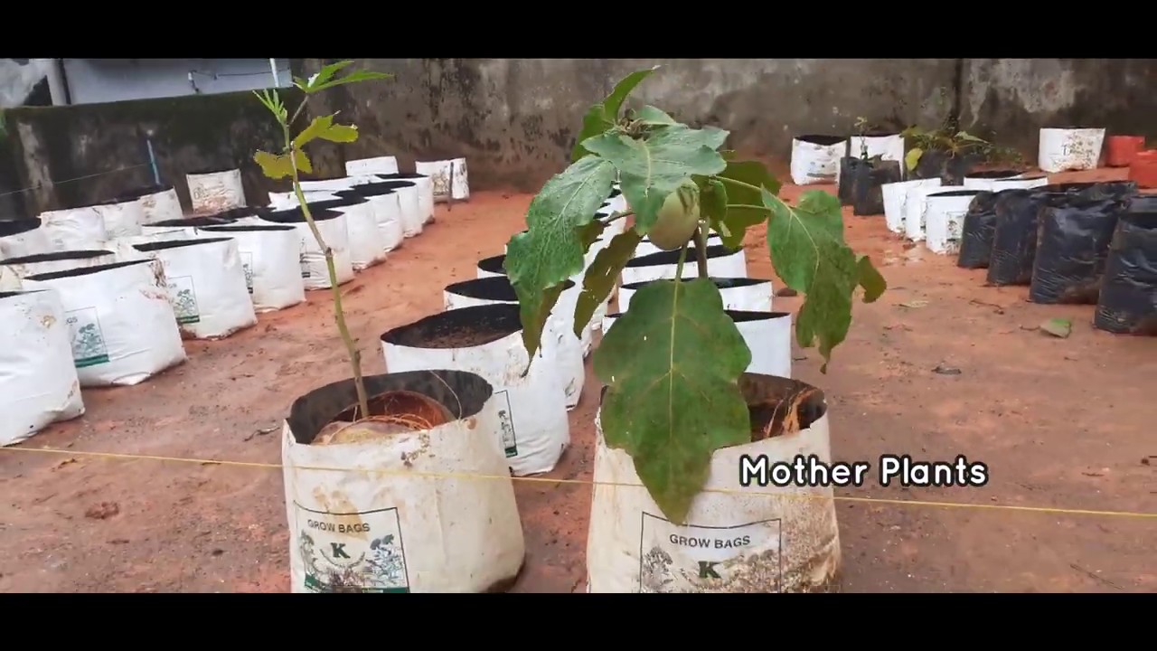 HOW TO SET AN ORGANIC CULTIVATION/VEGETABLE FARMING/GROW BAG FARMING ...