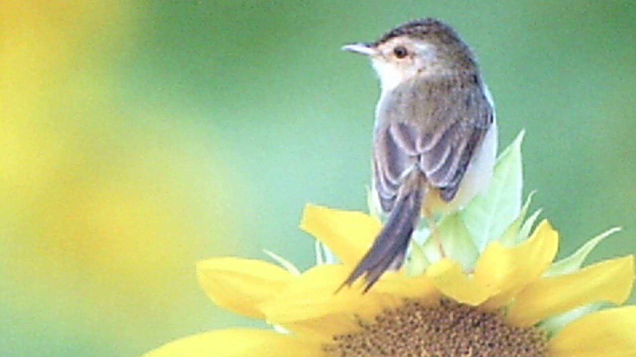Carl Fenton's Orchestra: "Some Little Bird" (1921) - YouTube