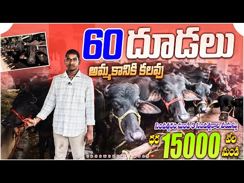 60 Calfs for sale | Murra Calfs for sale | దూడలు అమ్మకానికి కలవు | Calves for sale in Andhra| CBNews