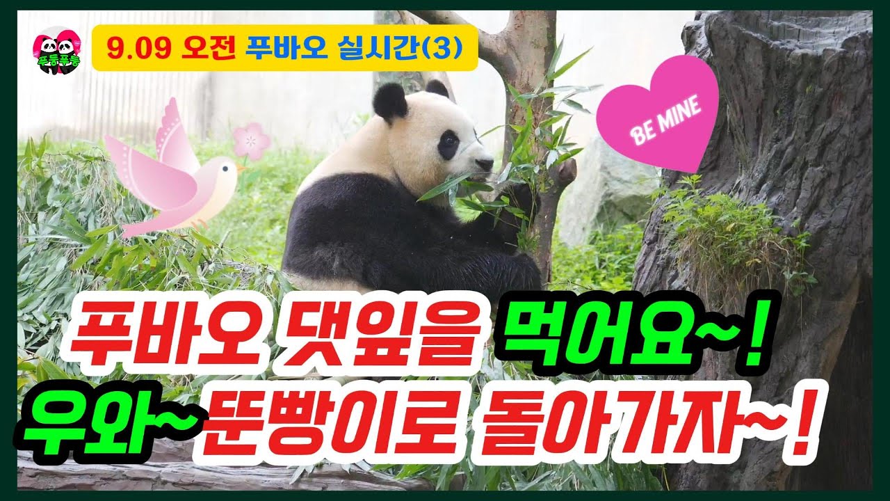 ๐909 ์ค์ 3 ํธ๋ฐ์ค์ค์๊ฐ ์์๐ฅํธ๋ฐ์ค ๋์๋จน๋ฐฉ ์ด๋ชจ์ ์ฌ์ฅ์ด ๋
น์ด๋๊ตฌ๋~ ํธ๋ฐ์ค๊ทผํฉ ํธ๋ฐ์ค์ค์๊ฐ Fubao ํธ๋ฐ์ค ํธ๋ฐ์ค๊ณ ํ์ง Panda ็ฆๅฎ