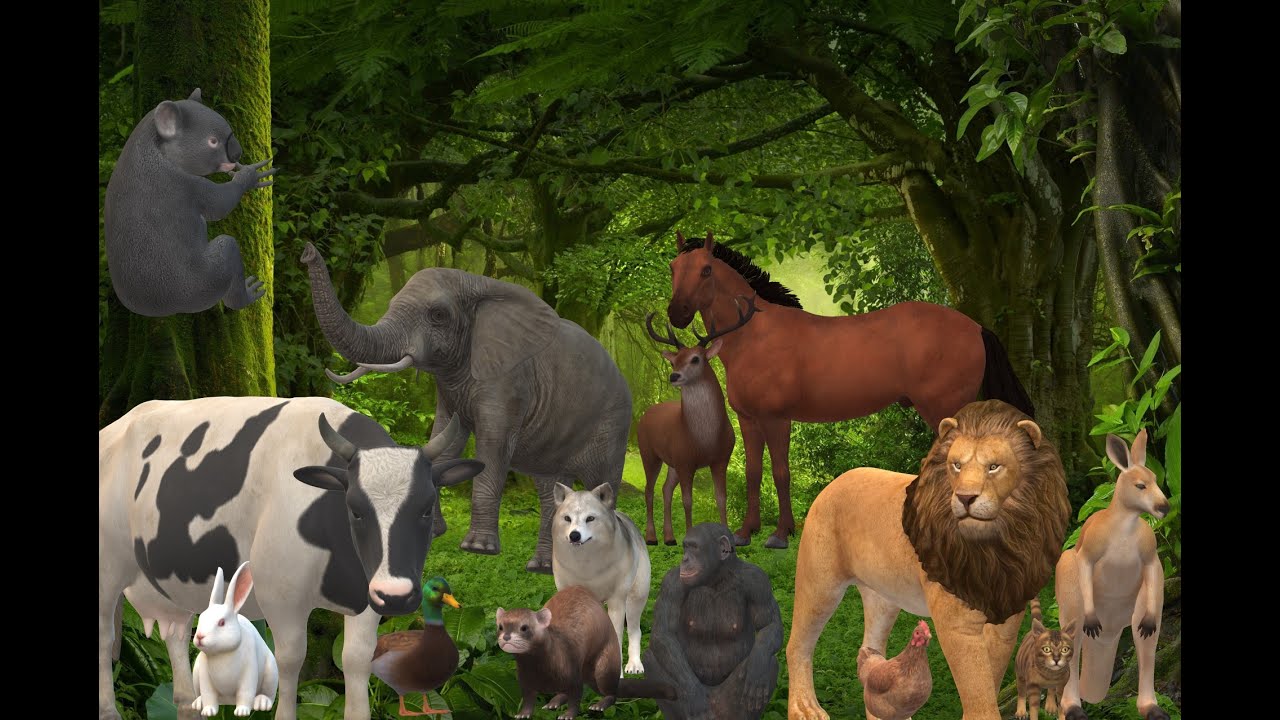 animals with sound all animals wooohooo ,cat ,dog,lion ,elephant ...