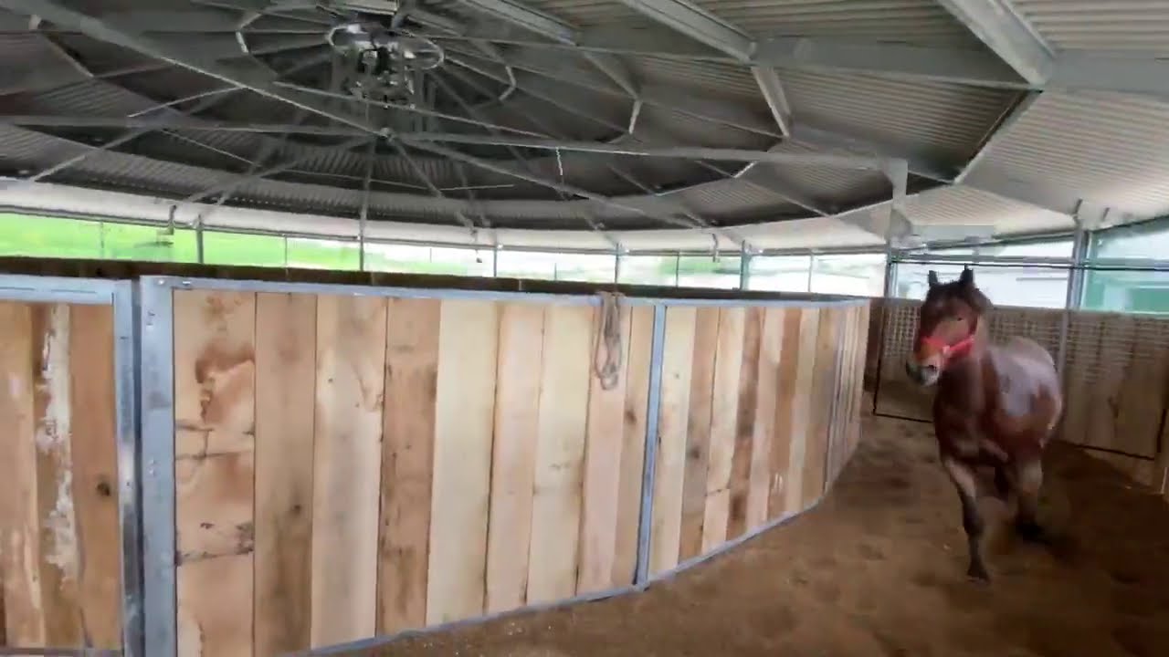 Ceiling mounted horse exerciser for 6 horses - YouTube