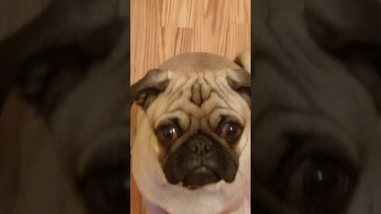 Pug gets spooked - YouTube