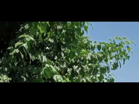 Kar taneleri düşerken 