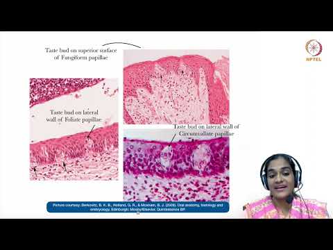 1.5 - Specialised mucosa