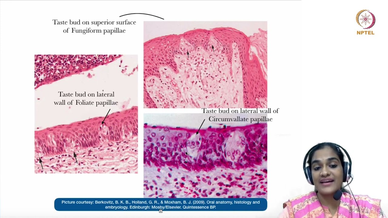Foliate Papillae Histology
