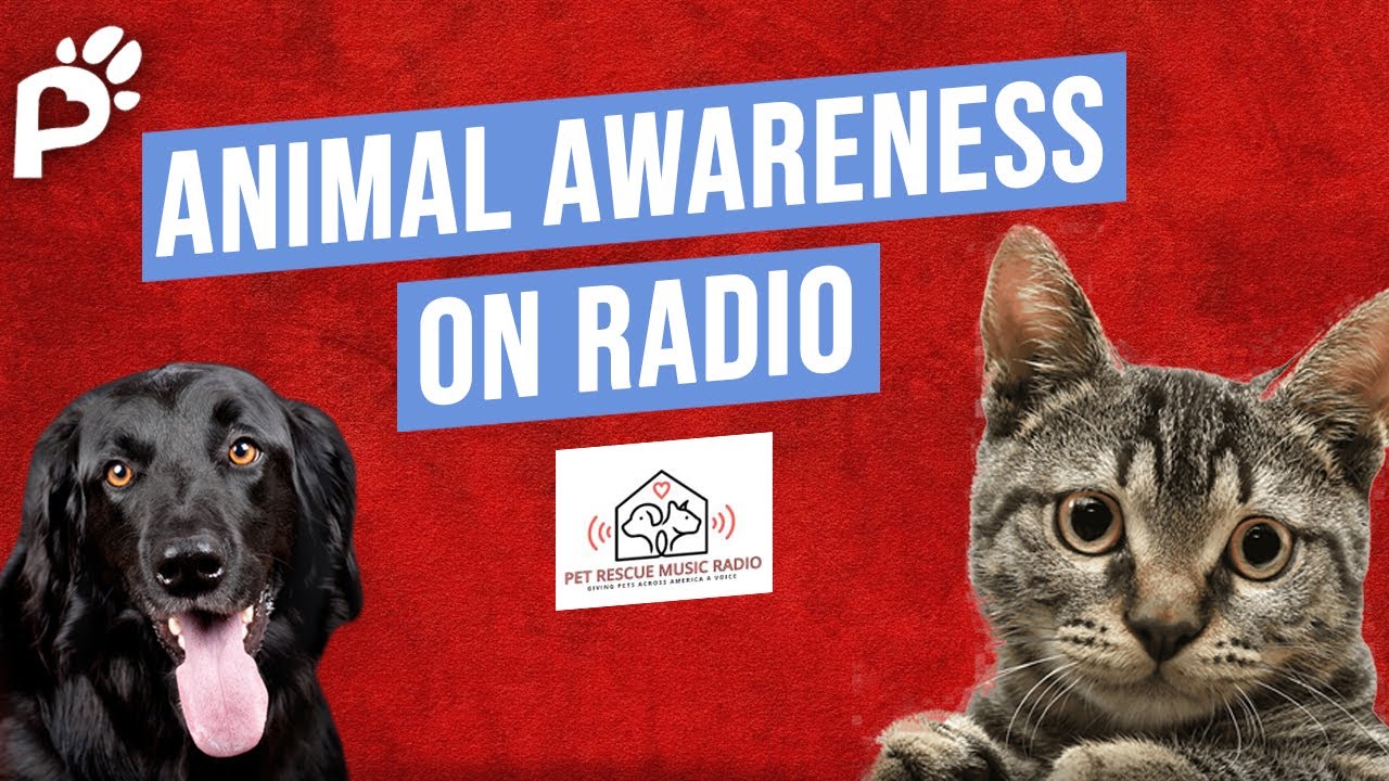 Animal Awareness on Radio | Pet Rescue Radio | Pawareness Podcast Ep ...