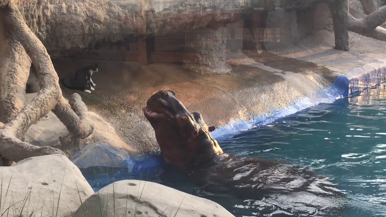 HIPPO VS CAT! - YouTube