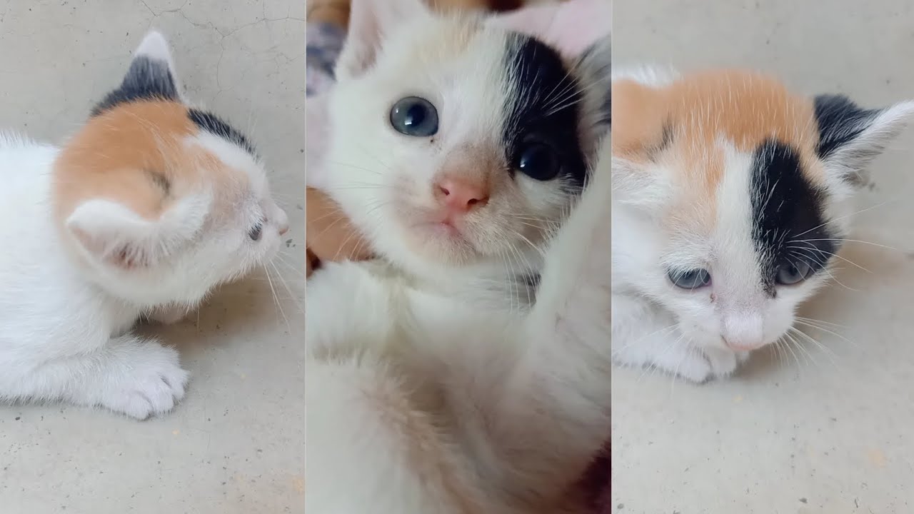 Cute Baby cat Meowing 😺🐈 | Kitten Meowing Sound 🐱🐱 | - YouTube