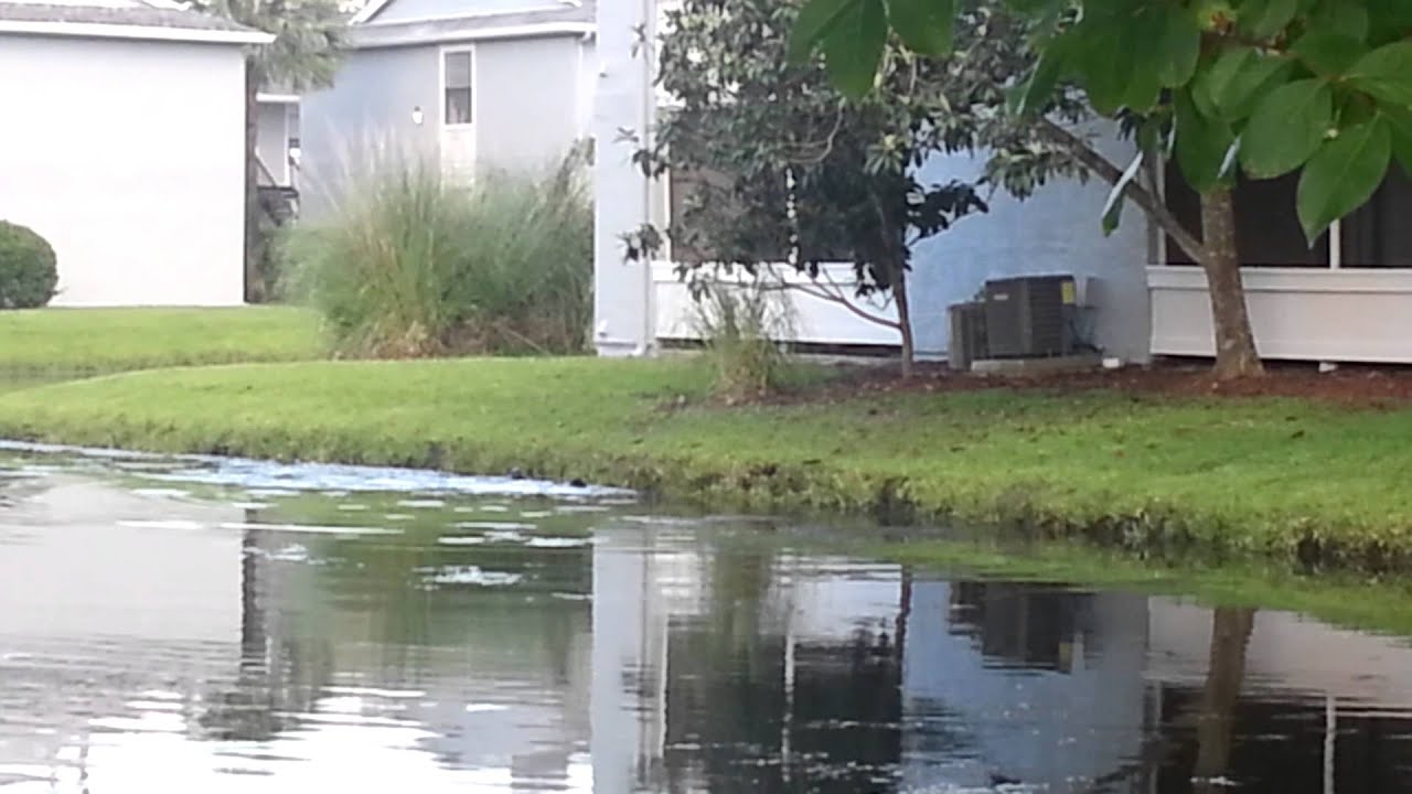Otters chasing turtle - YouTube