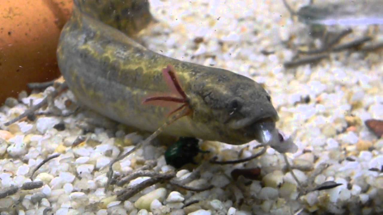 Hand feeding a lungfish - YouTube