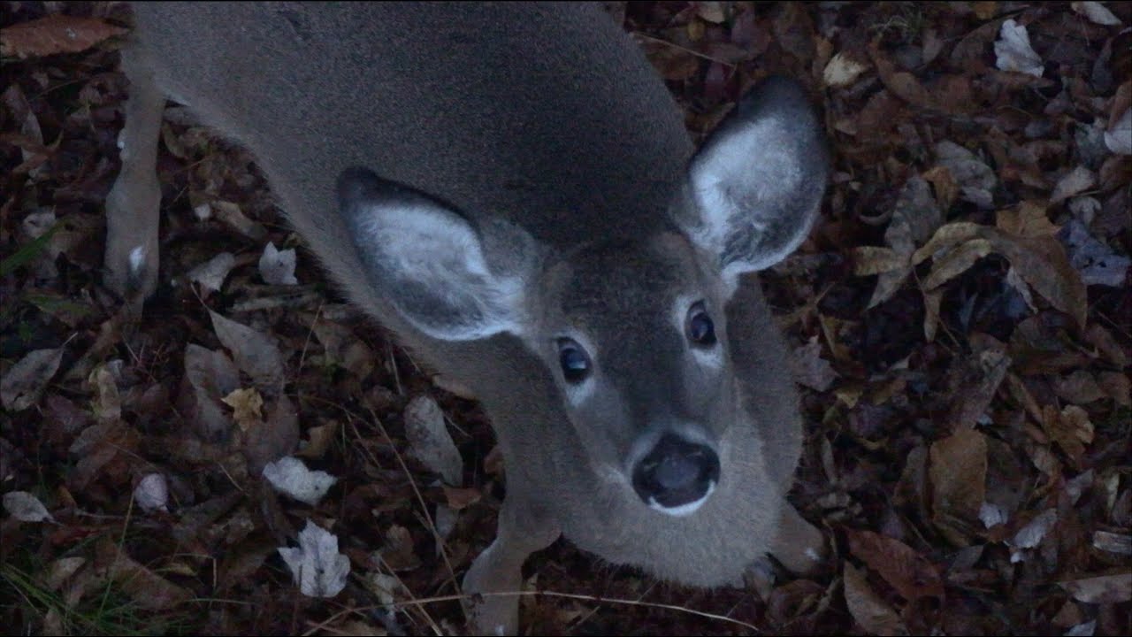 Hunting the Pre Rut in New York! | Deer Under the Tree! - YouTube