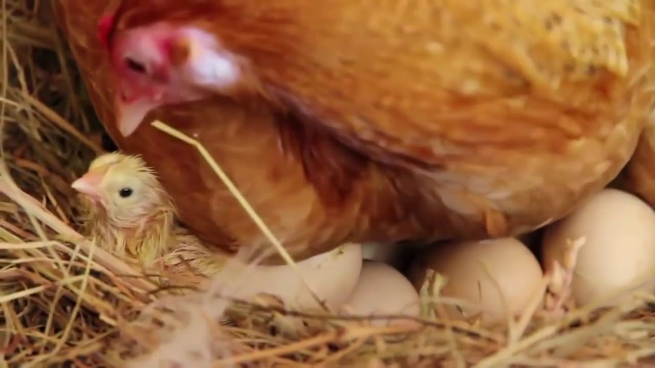 Nacimiento pollitos - YouTube