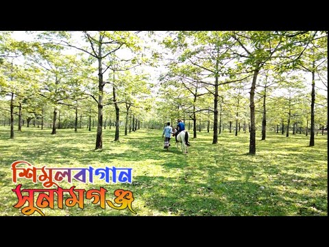 শিমুলবাগান,সুনামগঞ্জ, সিলেট। Simul flower Garden, Sonamgonj,Sylhet_Full ...