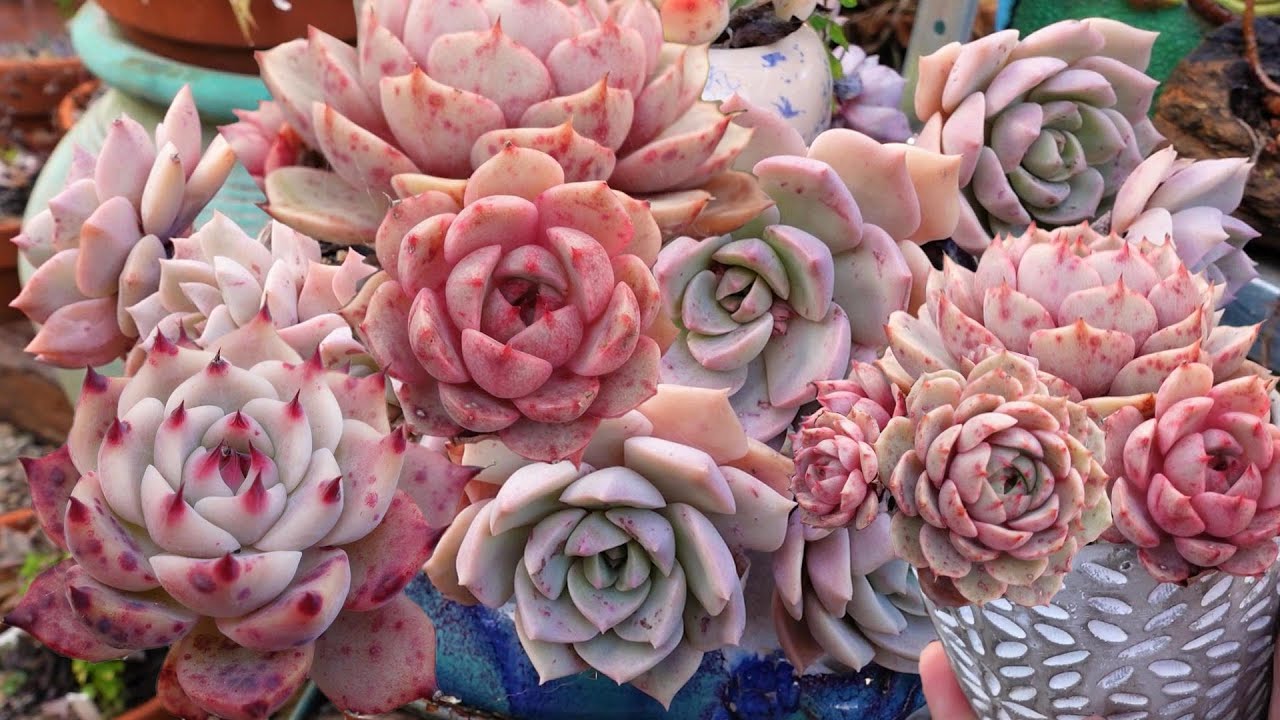 Beautiful Pink Succulents from VLOG #139 | Growing Succulents with LizK ...