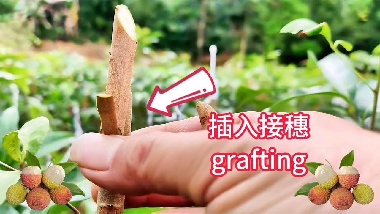 如何在30秒內學會荔枝嫁接？ 這個影片告訴你，荔枝樹嫁接教程How to learn to graft lychees in 30 ...