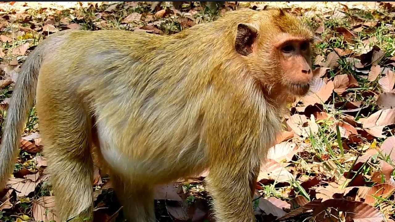 The feature of Briget Pregnant monkey most beautiful color in Amber ...
