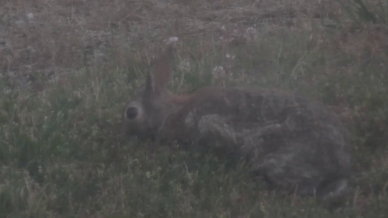 Rabbit Eating Dinner 6/14/2020 - YouTube