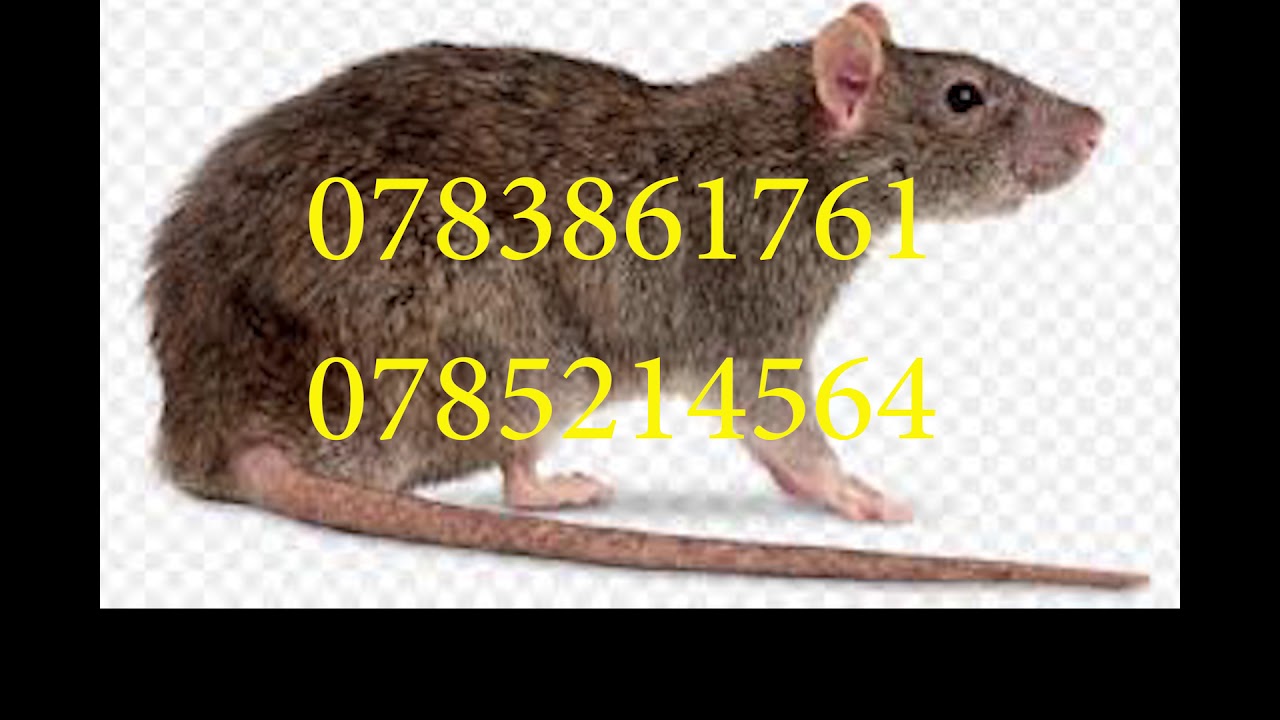 RWANYA IMBEBA ,IBINYENZI, UMUBU, IBIHERI, NA BWENGE COMPANY Ltd - YouTube