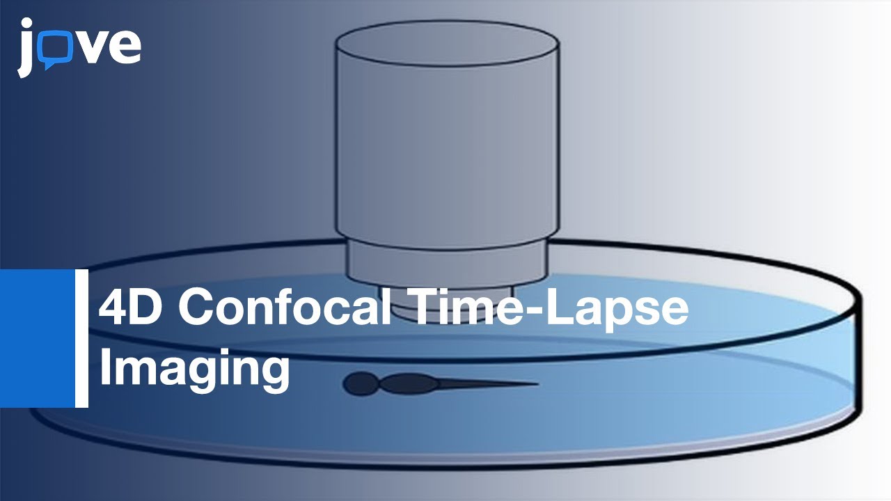 Sample Drift Correction Following 4D Confocal Time-Lapse Imaging l ...