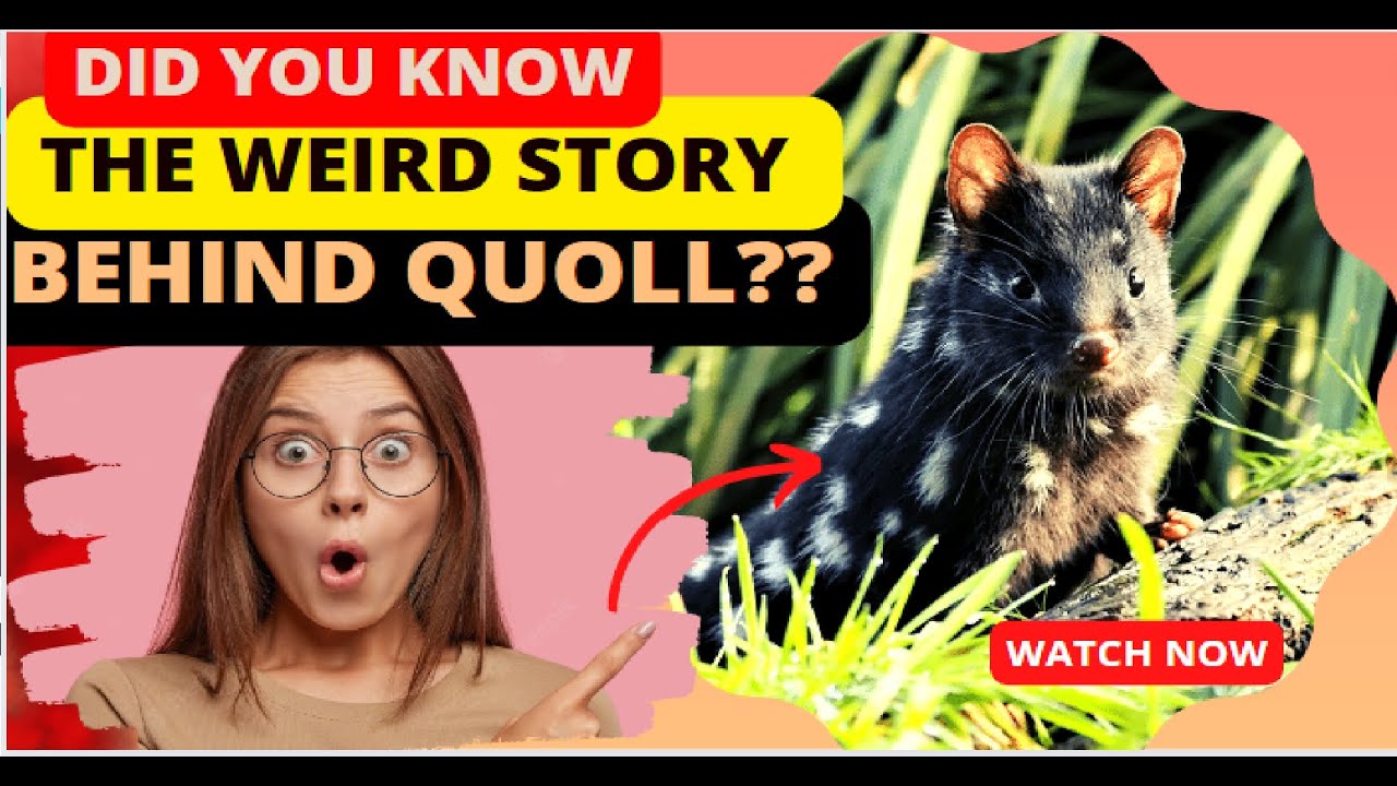 The Weird Story Behind quoll || tiger quoll || spotted tailed quoll ...
