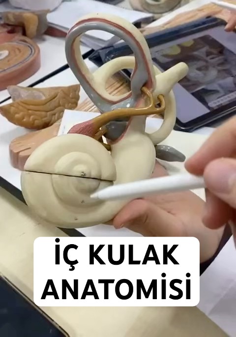iç kulak anatomisi #tıpfakültesi #kulak #yks #tyt #anatomy - YouTube