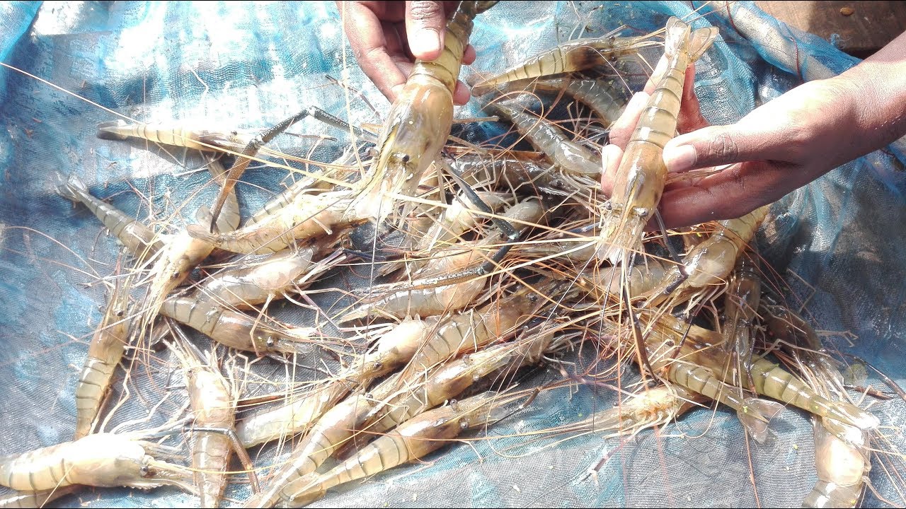 Wow! Amazing Prawn Fishing in Village Pond | Fishing with Net | Prawn ...