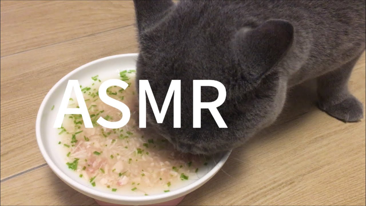 [ASMR] The sound o of eating cat food and cat grass#asmr#cat#eating ...