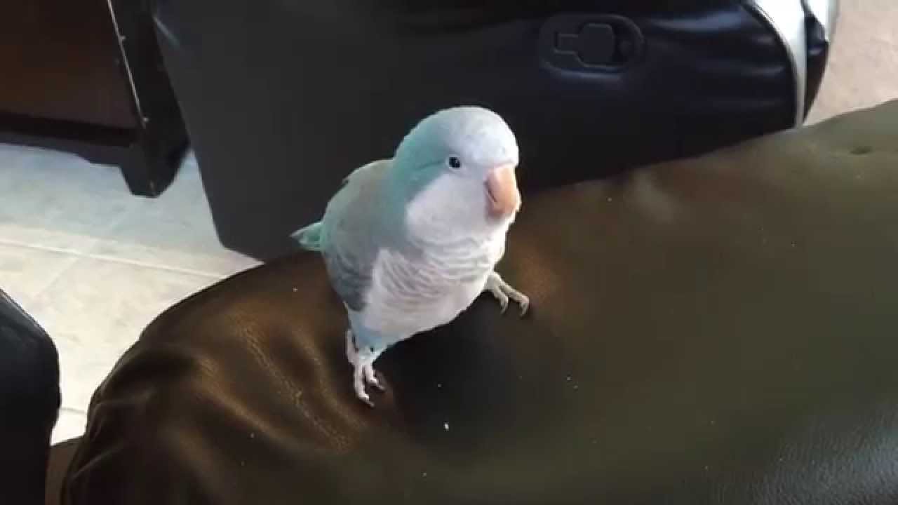 Kiki the Dancing Quaker Parrot - YouTube