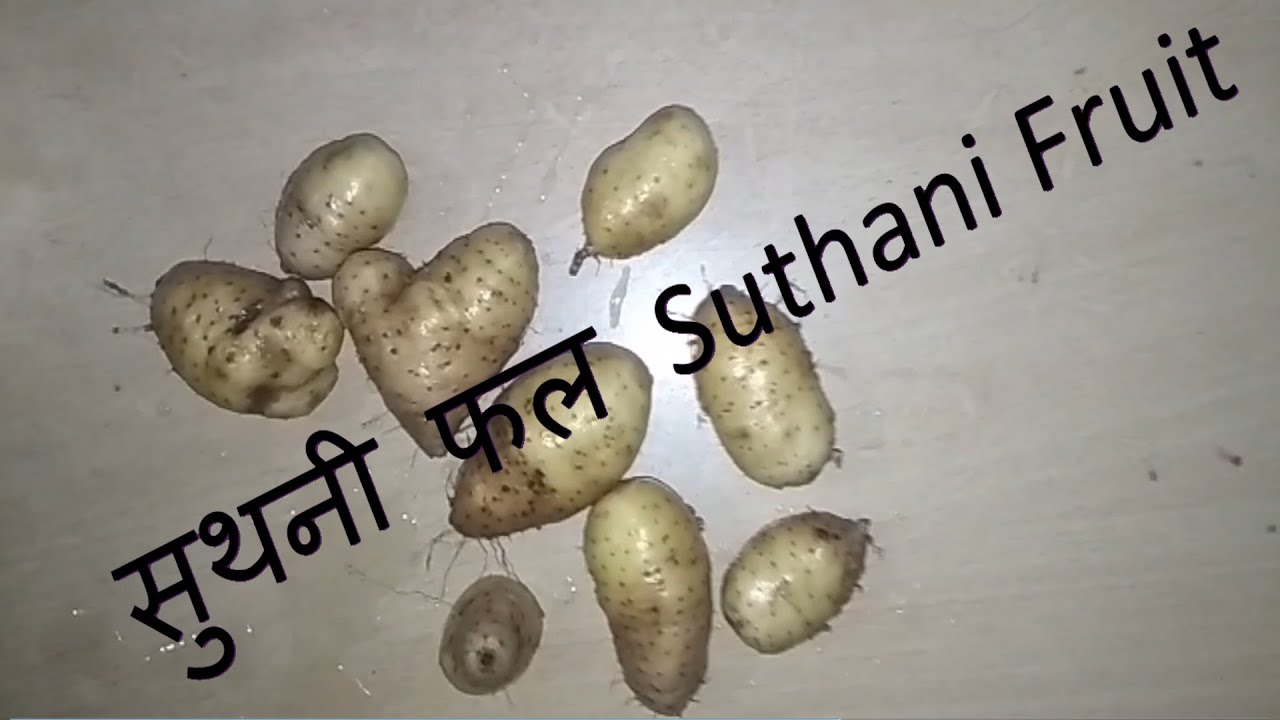 Suthani phal - YouTube