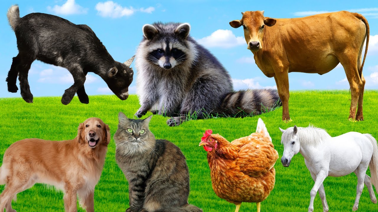 Adorable Farm Animal Sounds - Cow, Horse, Cat, Dog, Chicken, Goat ...