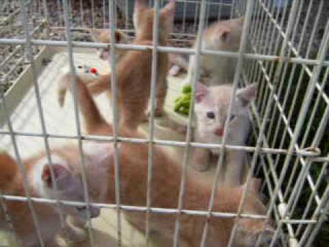 Halo for Animals - Awesome kittens