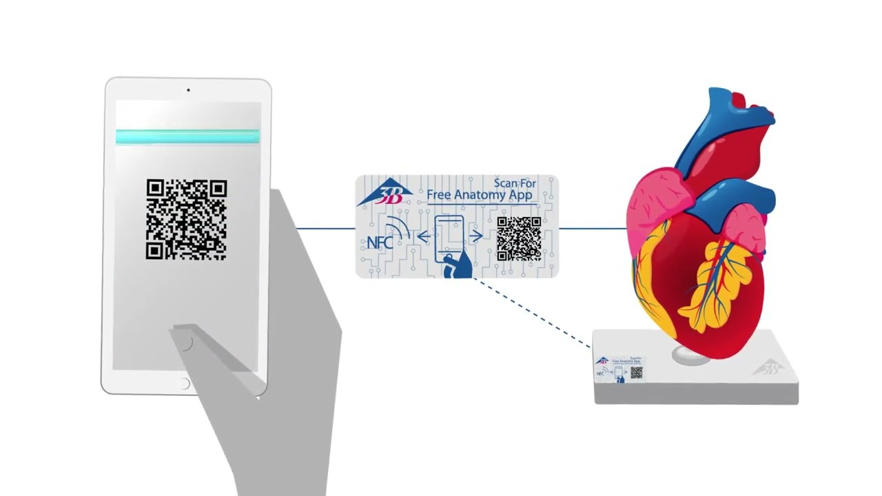 3B Smart Anatomy – la nueva forma de aprender y enseñar anatomía humana ...