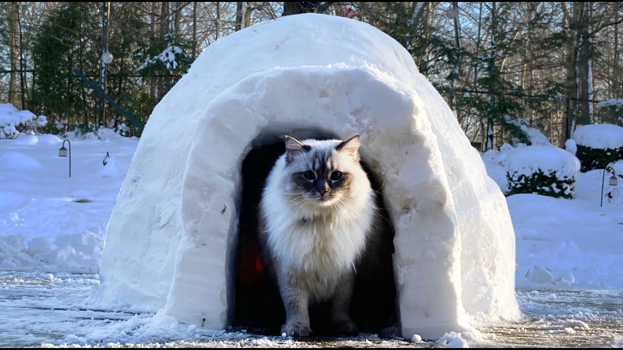 Cat Builds an Igloo - YouTube