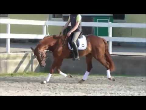 ***SOLD*** 2013 holst stallion by Krack C (Flemmingh) - Acord II ...