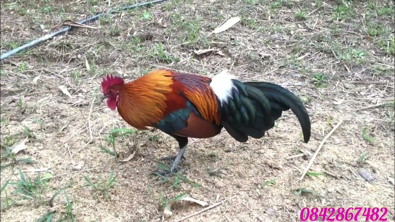 Sawv ntxov ua tsig cuab qaib qus rau kwv tij - YouTube