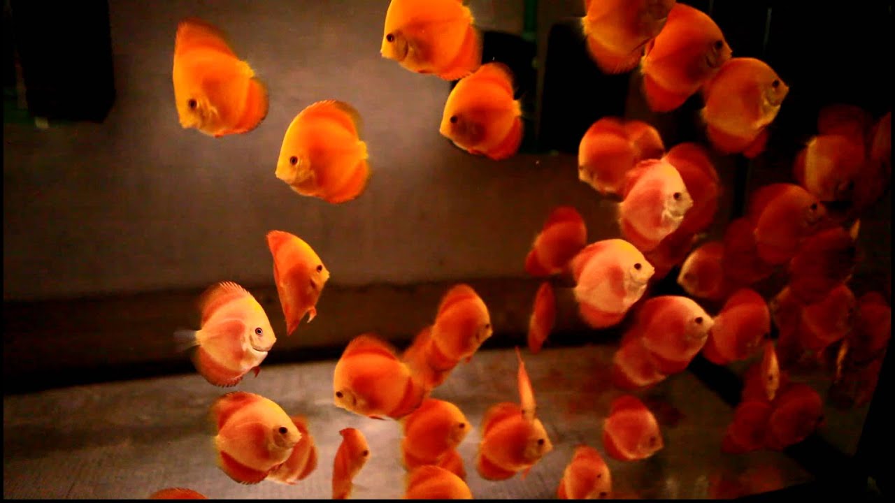 Red melon breeding superdiscus.pl Andrzej Nowicki - YouTube