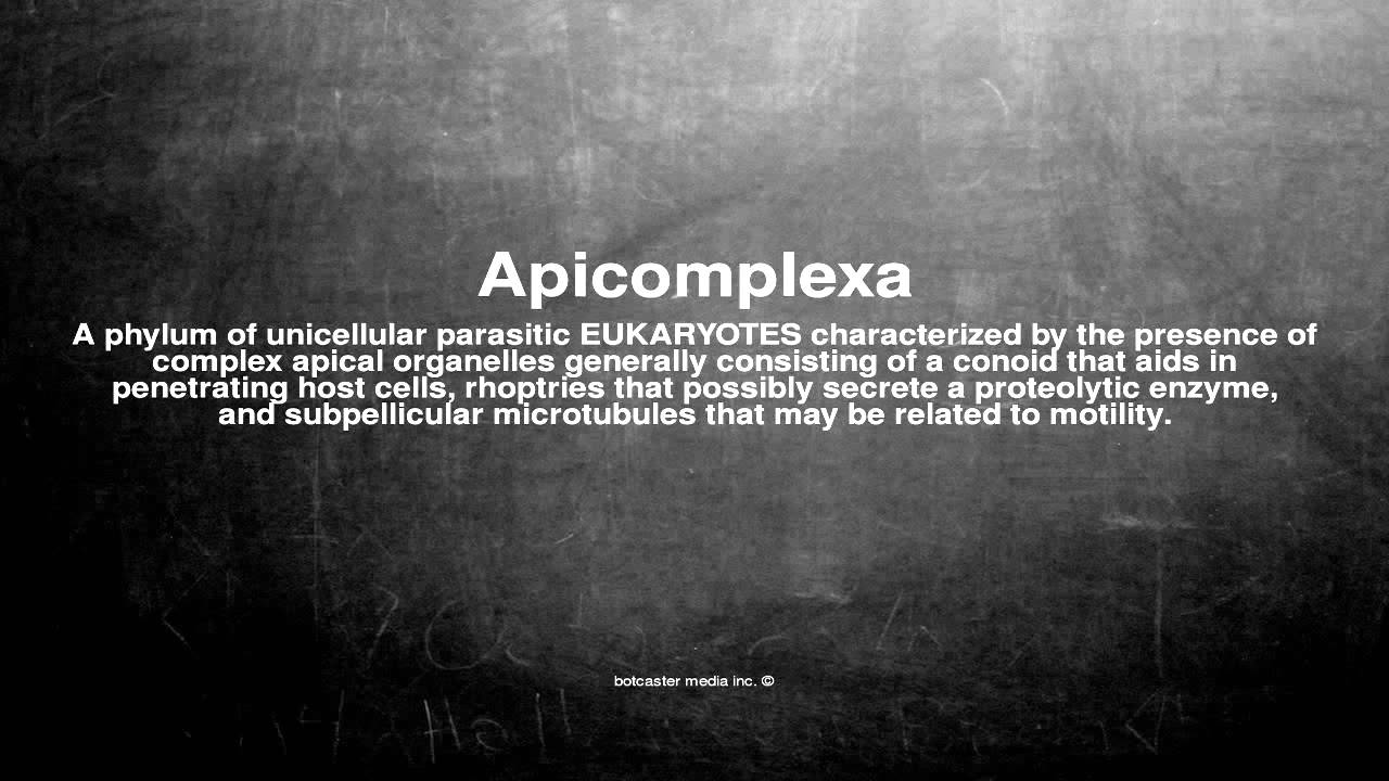Medical vocabulary: What does Apicomplexa mean - YouTube