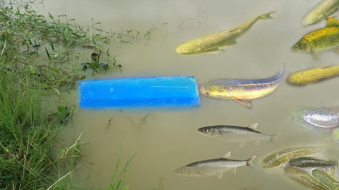 Wow! Amazing Boy Catch A Lot Of Fish By Using Big PVC Pipe - Fishing at ...