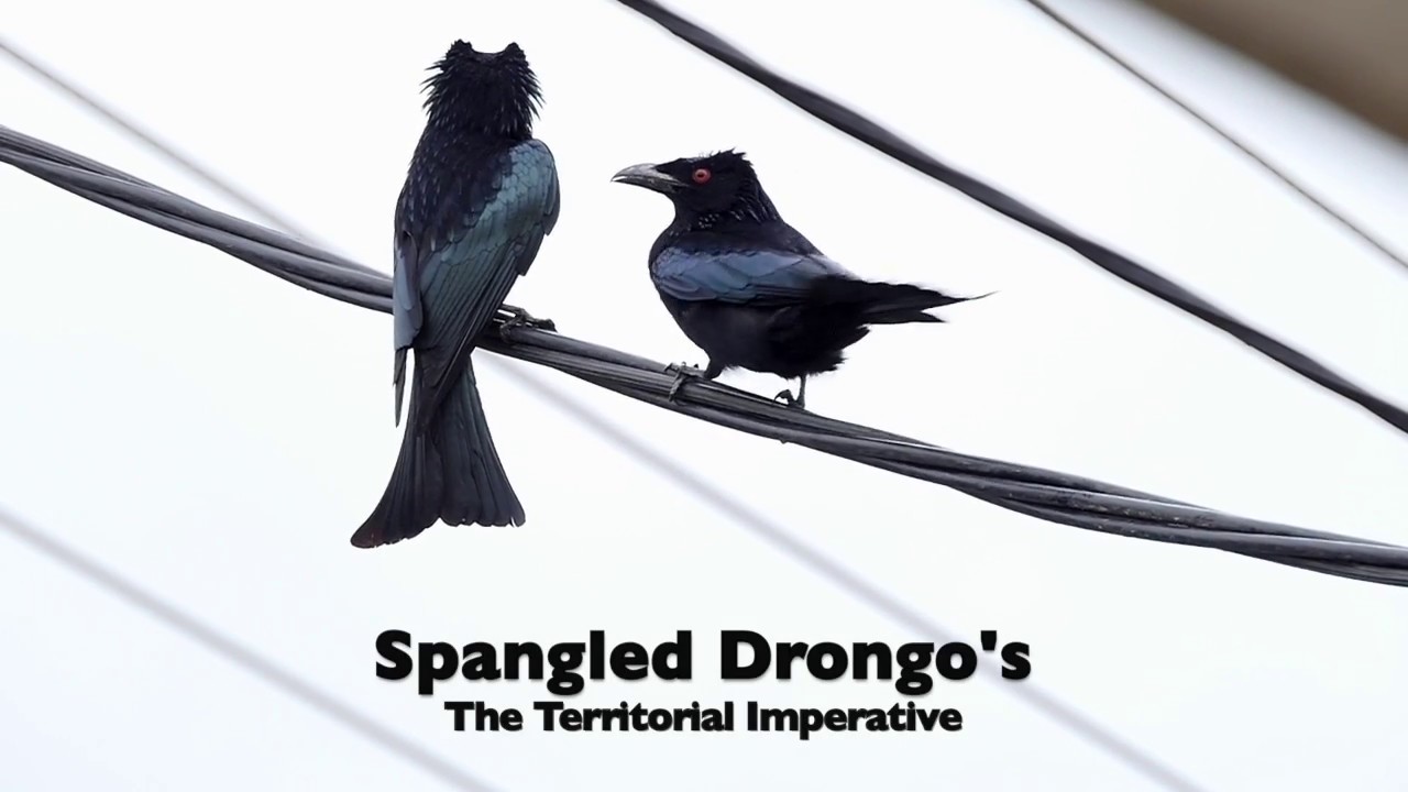 Spangled Drongos - YouTube