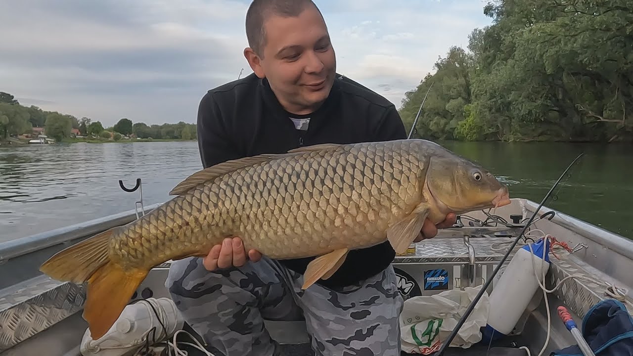 Ribolov divljeg šarana na Dravi - otvaranje sezone 24' - YouTube