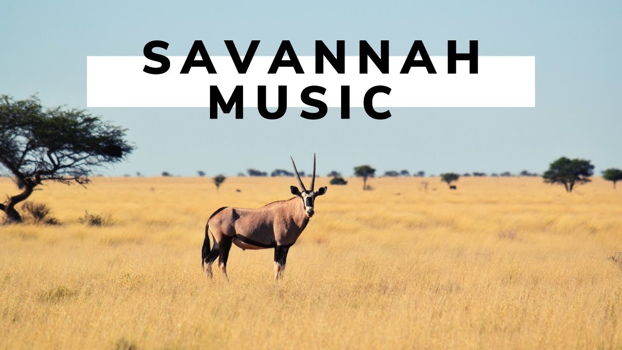 Savannah music - no copyright music and video for edit - YouTube