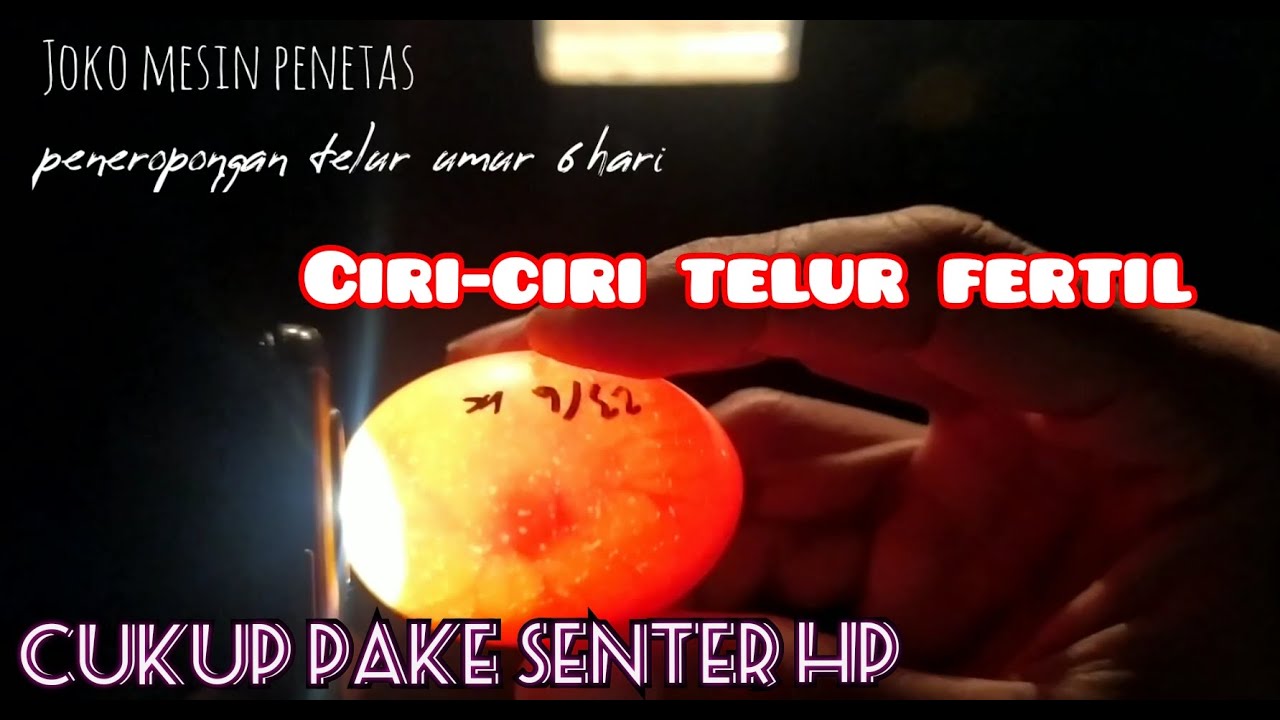 cara melihat telur yg bisa menetas , ciri ciri telur fertil dan ...