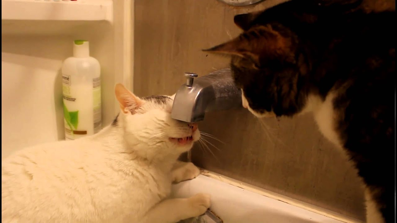 Cute Cat Faucet FAIL - YouTube